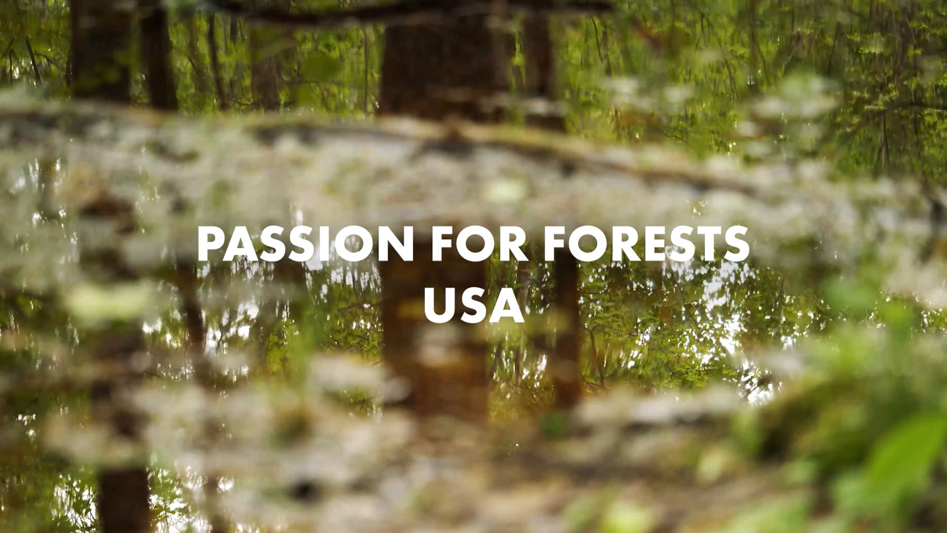 Passion for forests – how the UPM Forest Action programme helps enhance ...