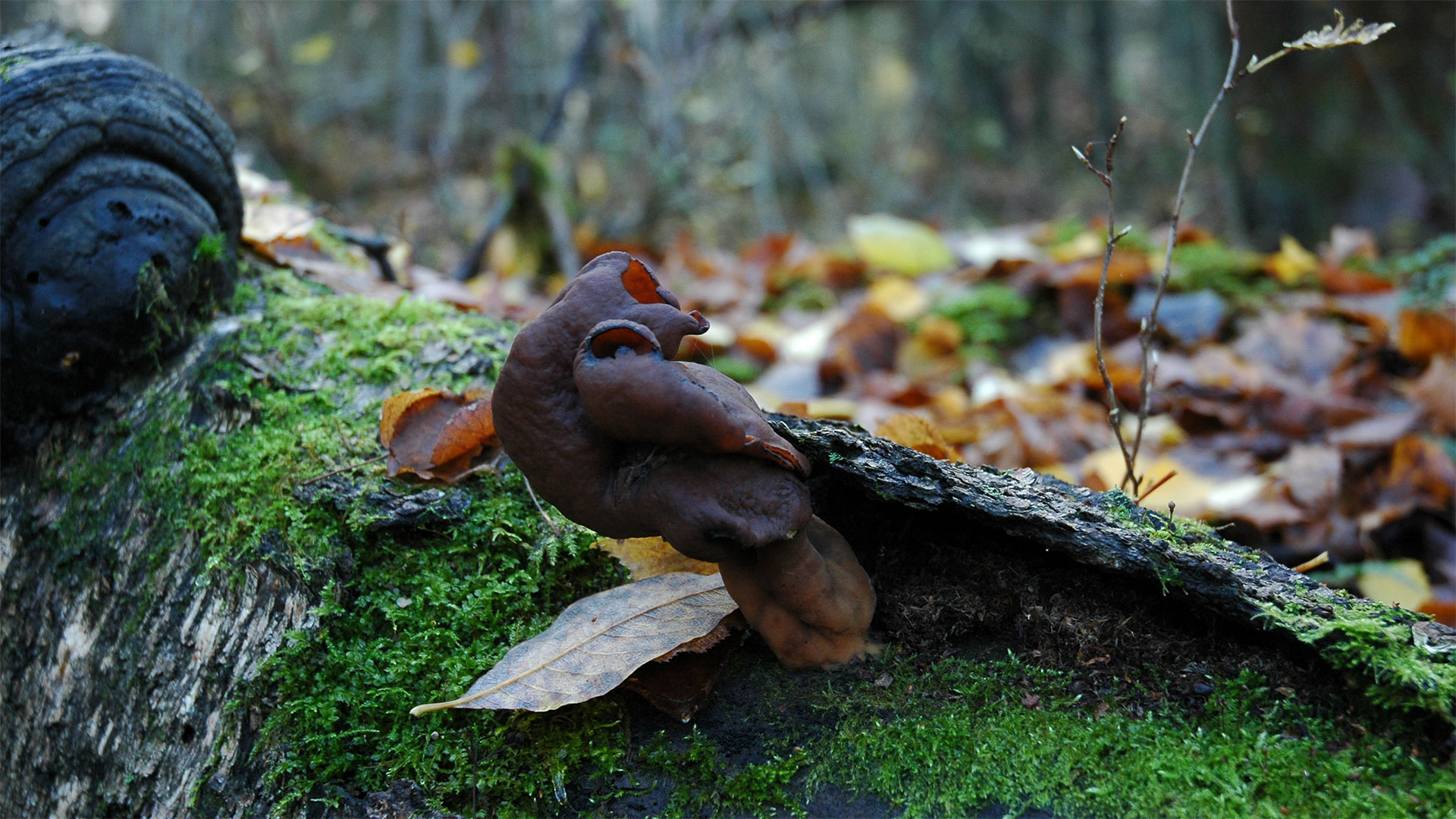 Decaying wood as an indicator of biodiversity | A material solutions ...