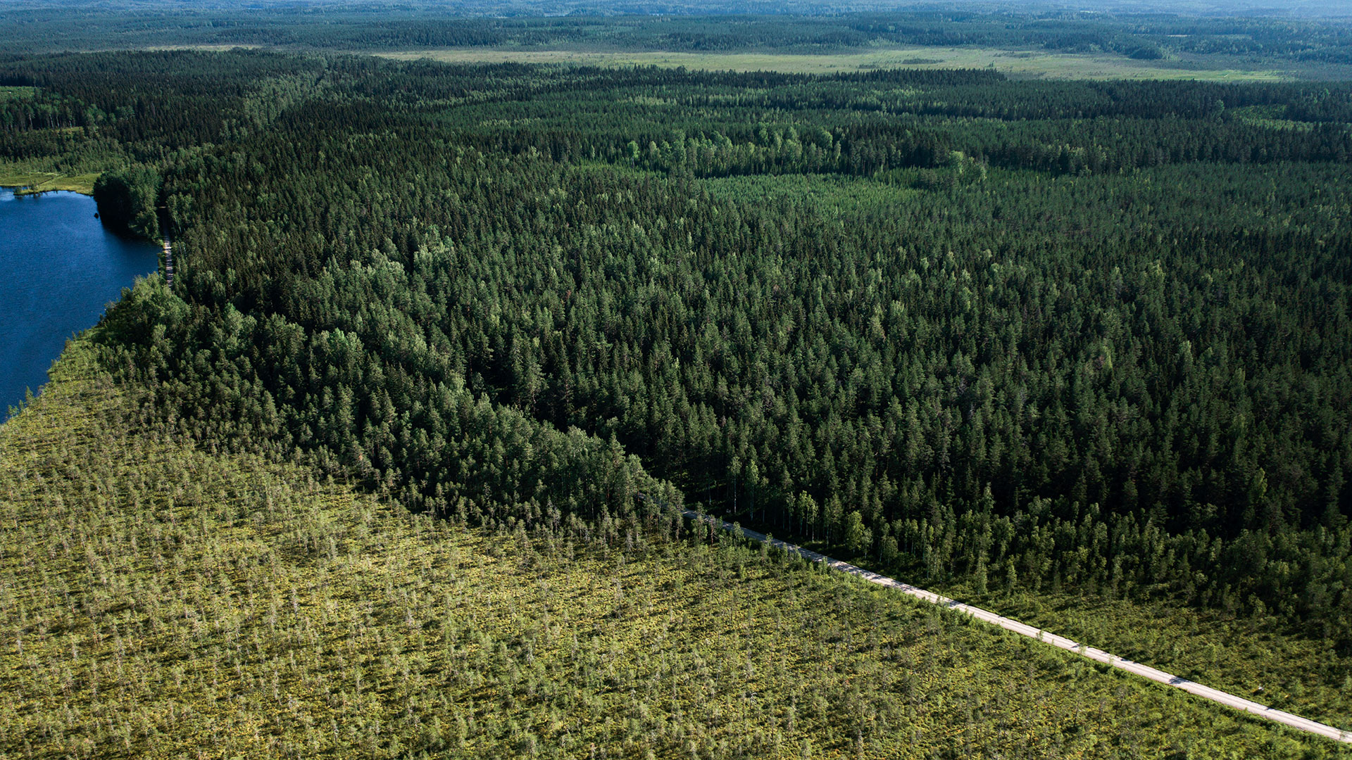 The forest is Finland’s future | A material solutions company