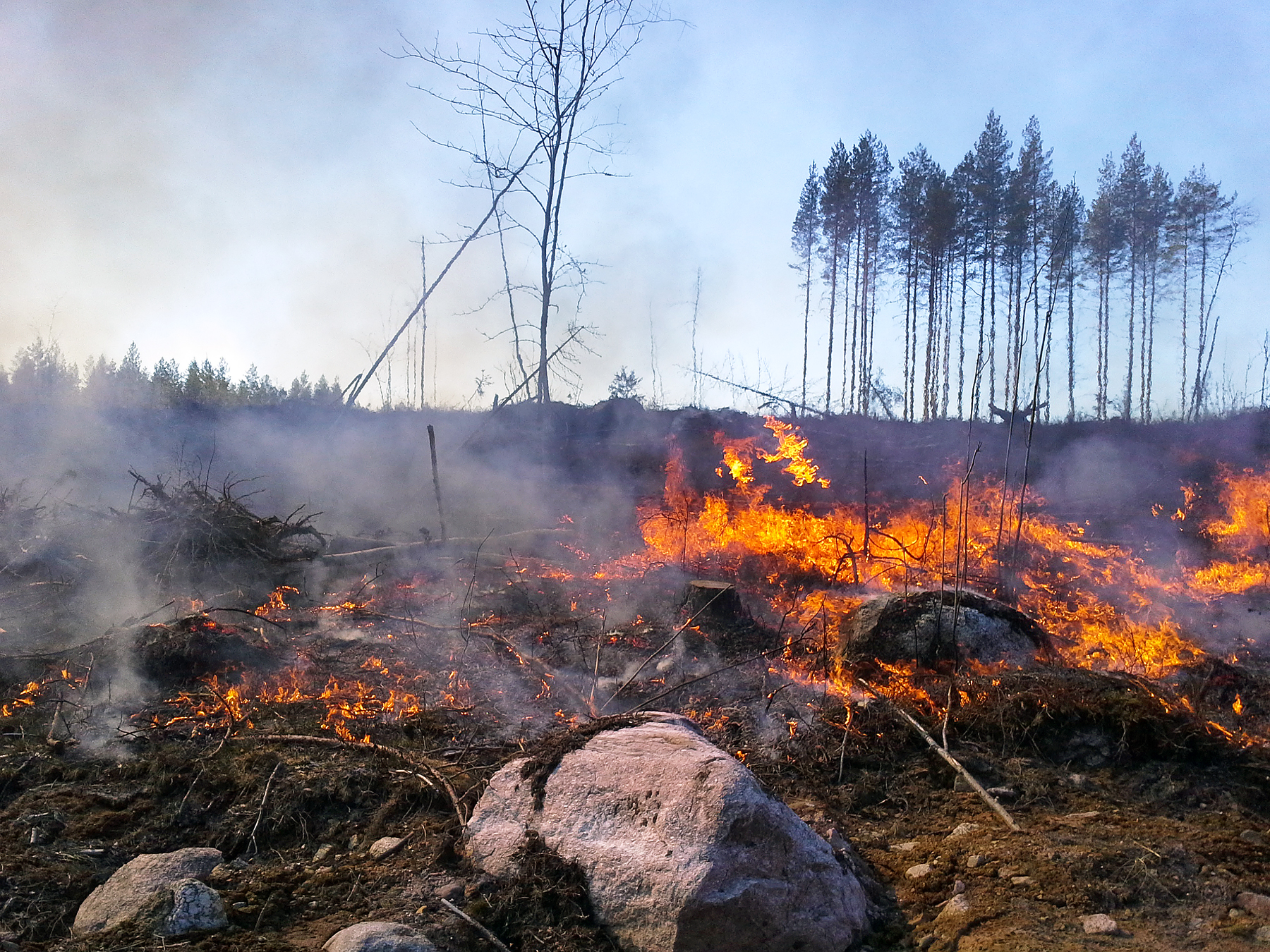 About deforestation and forest fires | A material solutions company