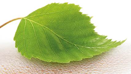 UPM's FibDex®, a wood-based innovation for wound care, receives ...