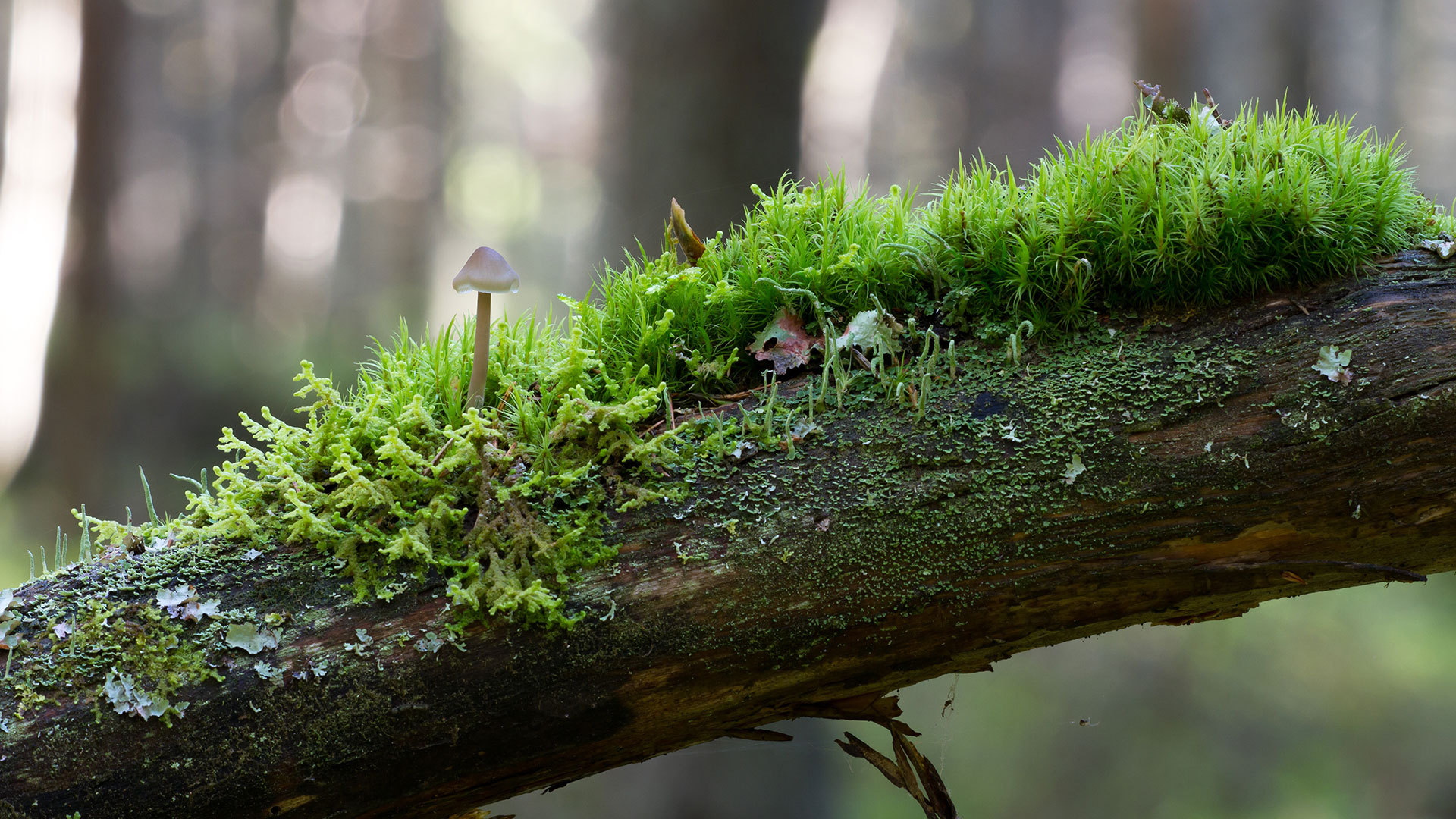 How does sustainable forestry enhance biodiversity? | A material ...