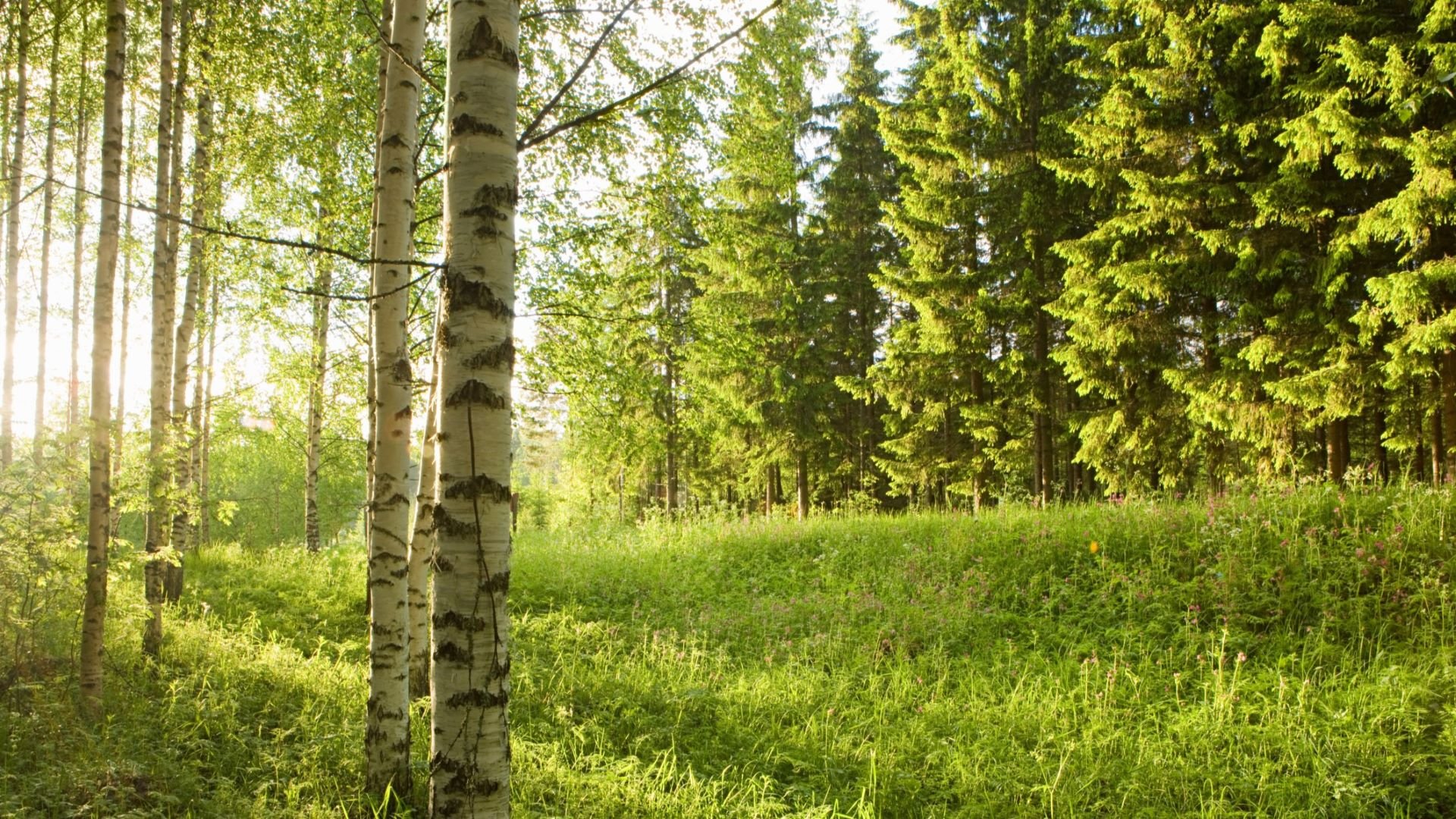 UPM Position Paper: Green growth needs green demand | A material ...