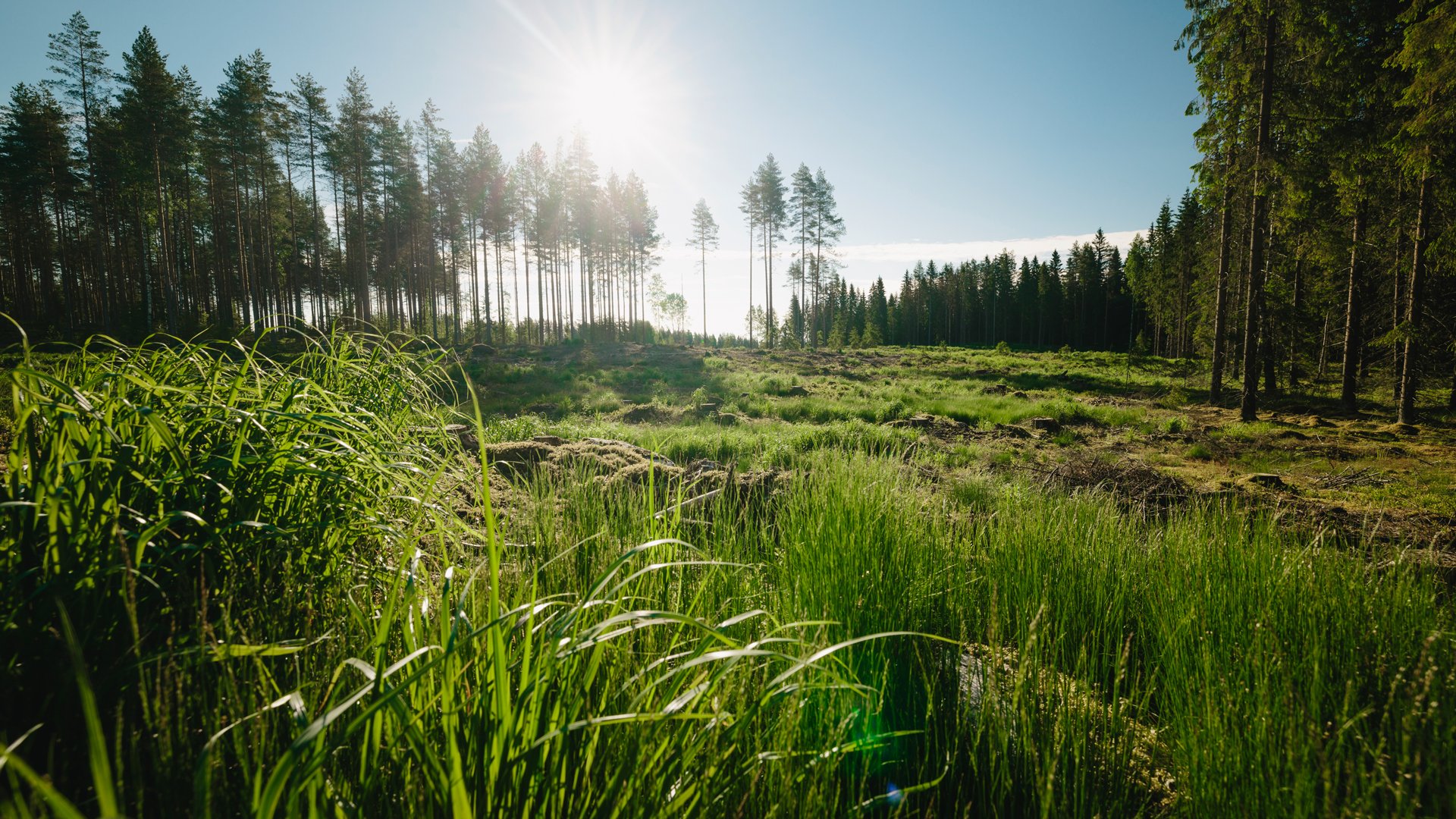 UPM’s position on deforestation and EUDR revision | A material ...