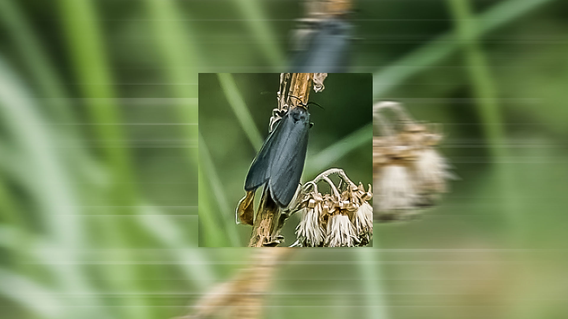 Sustainable future grows in the forests — new Forest Action report ...