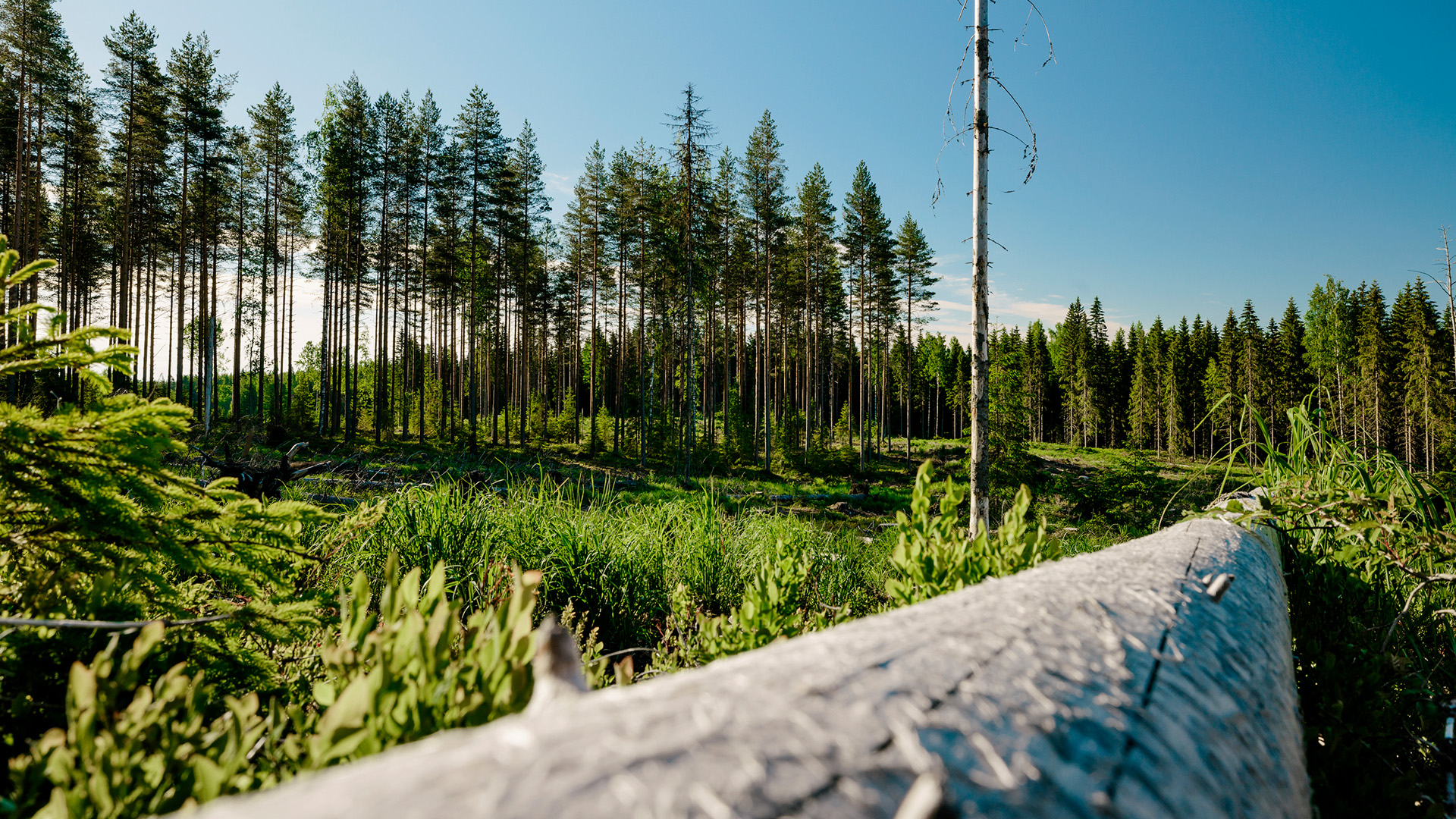 7 facts about UPM’s commitment to a non-fossil future | A material ...