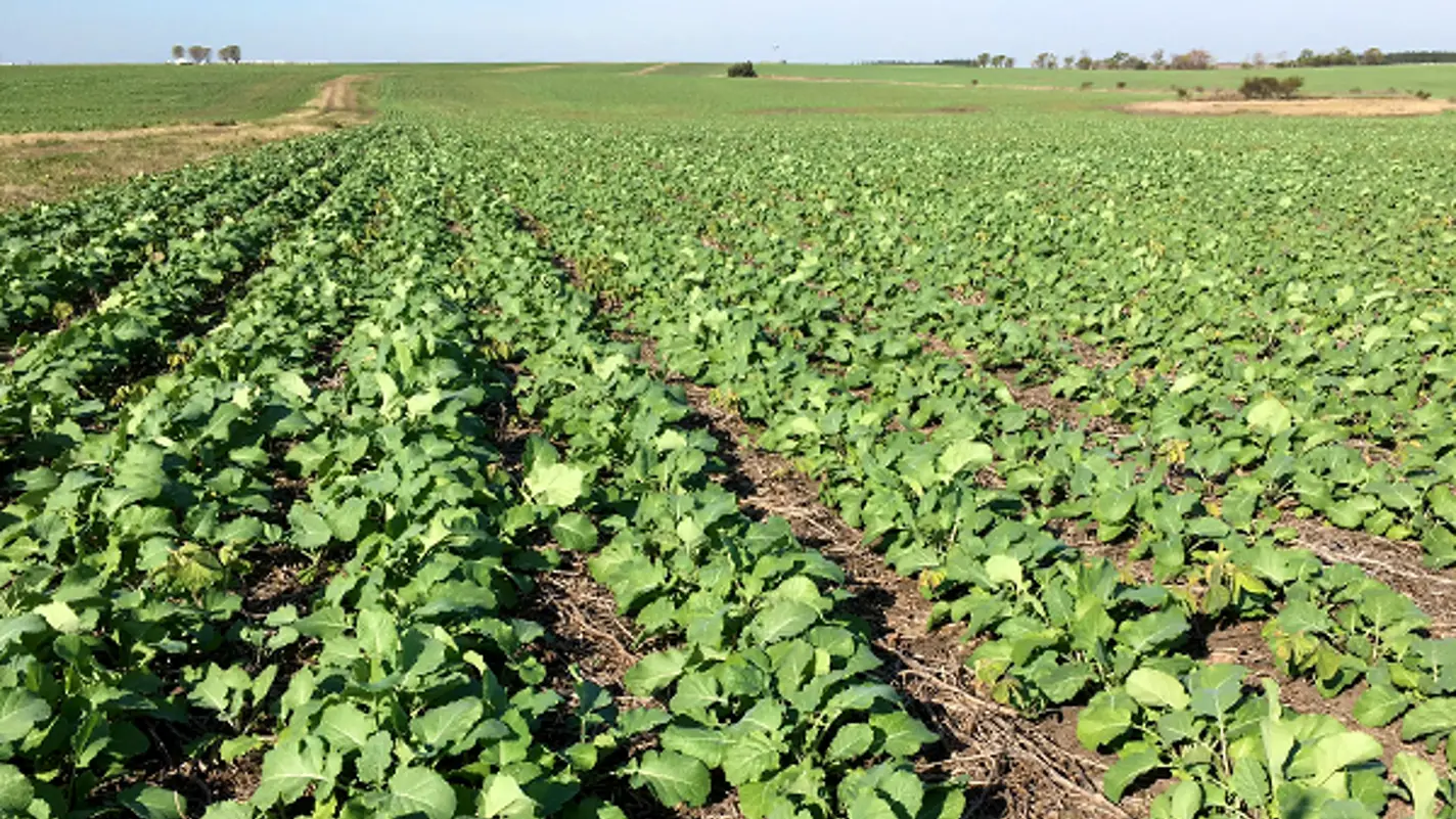 UPM tests Carinata sequential cropping concept as part of Biofuels ...